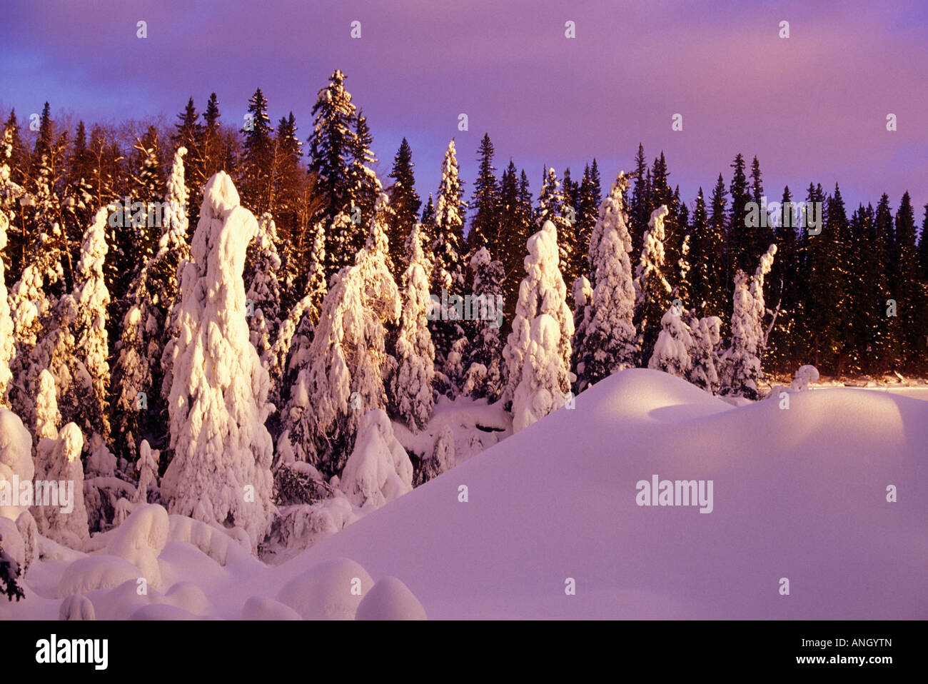 Heavy snowfall on spruce trees at sunset, Pisew Falls Provincial Park ...