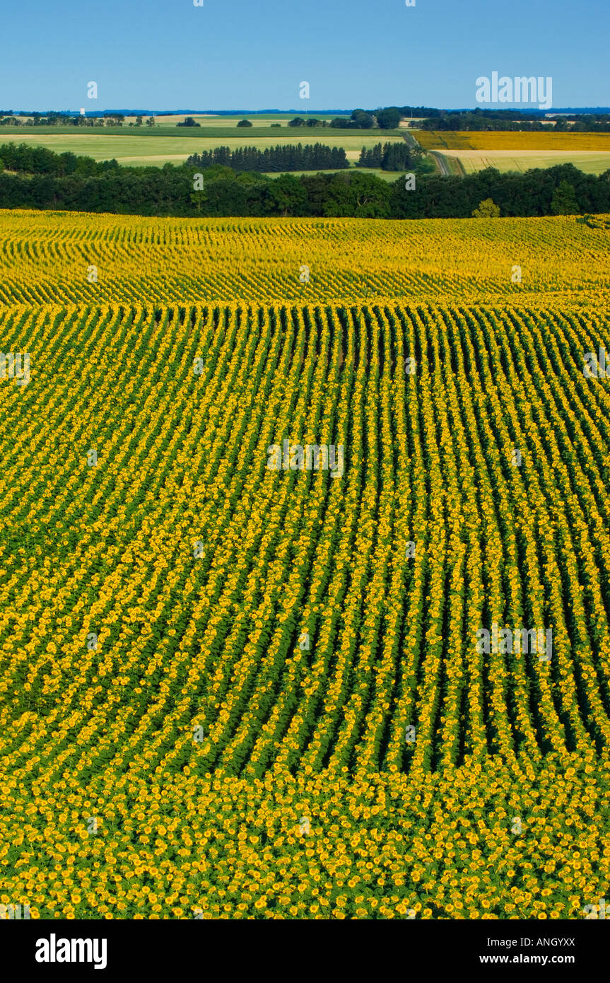 Sunflowers, Treherne, Manitoba, Canada Stock Photo - Alamy