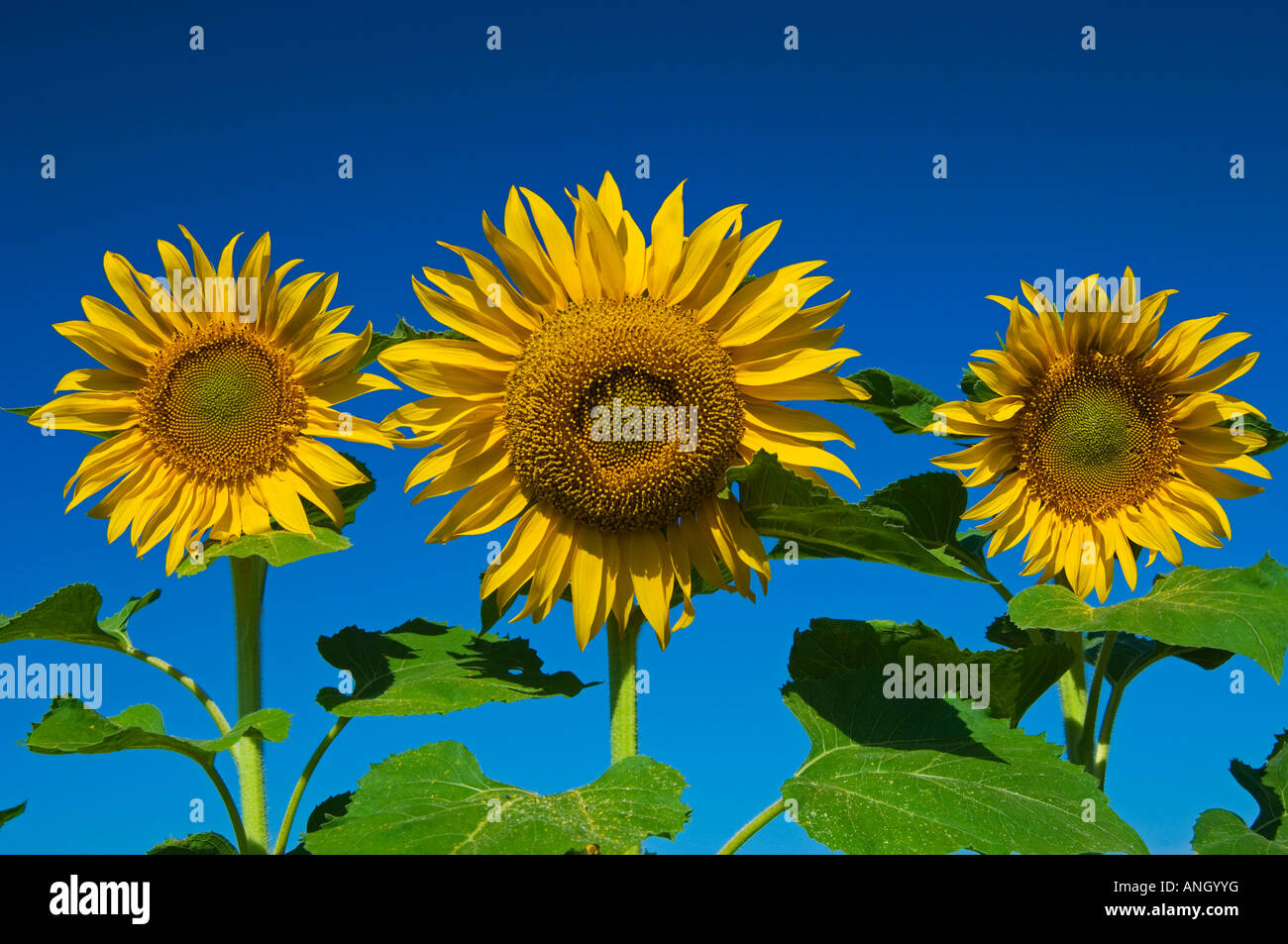 Sunflowers, Treherne, Manitoba, Canada Stock Photo - Alamy