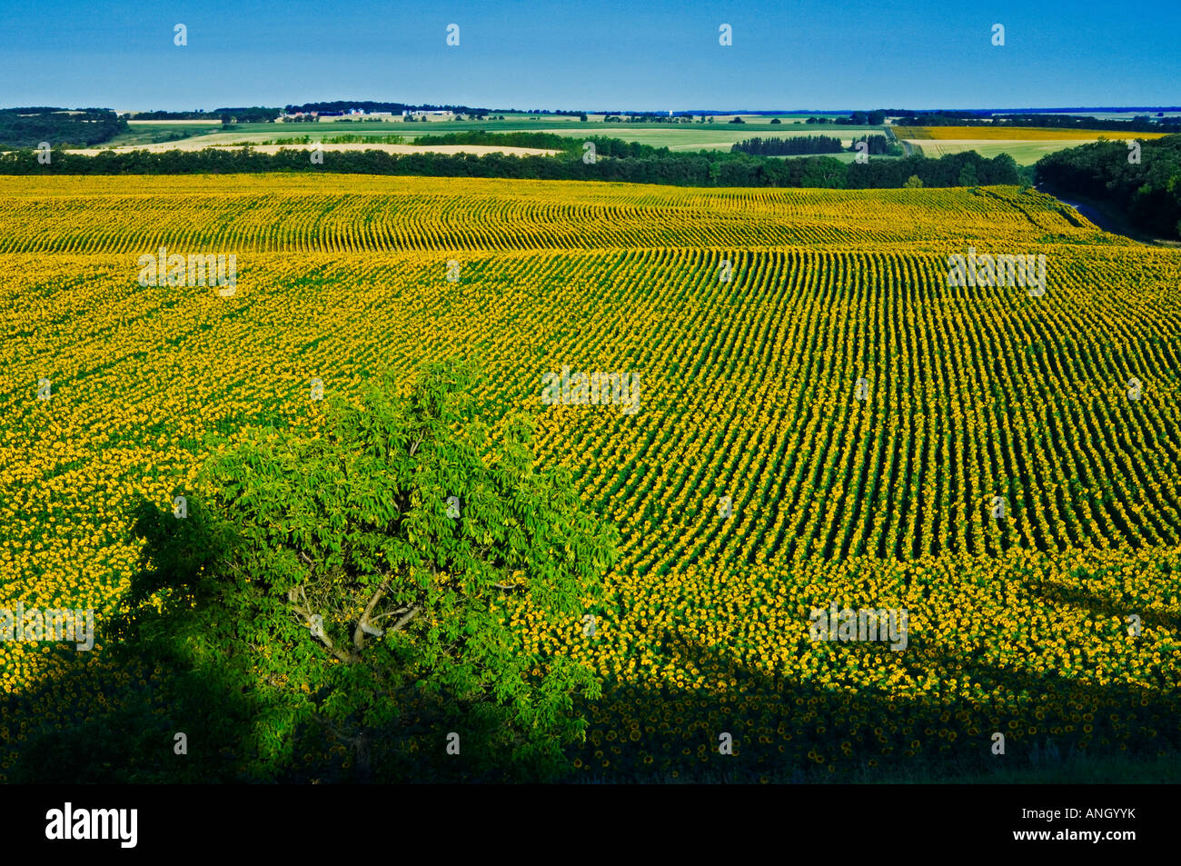 Sunflowers, Treherne, Manitoba, Canada Stock Photo - Alamy