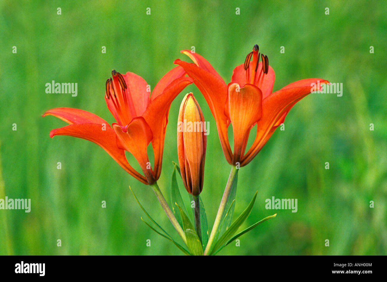Manitoba Provincial Flower