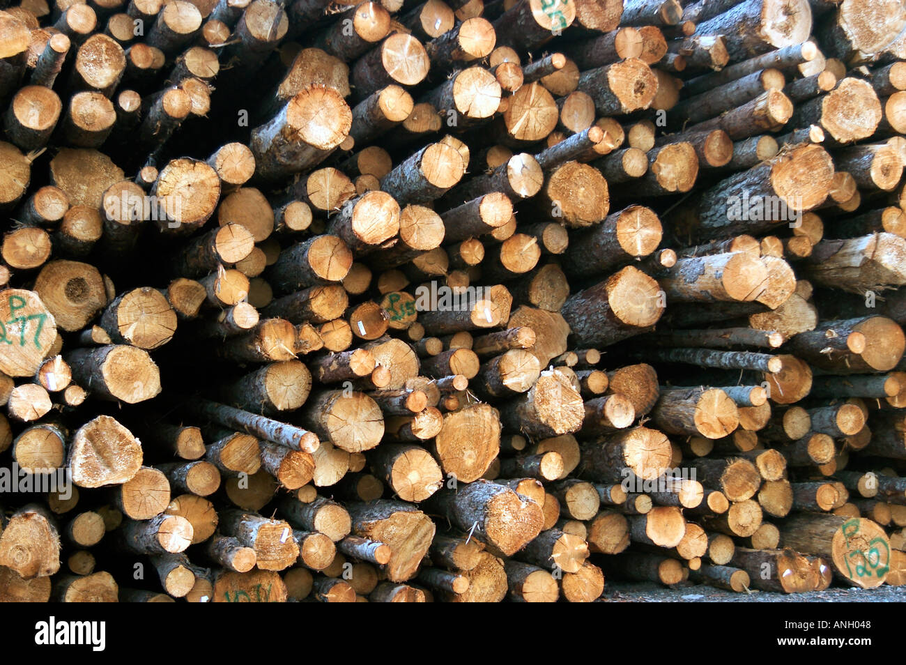cut trees for lumber Stock Photo - Alamy