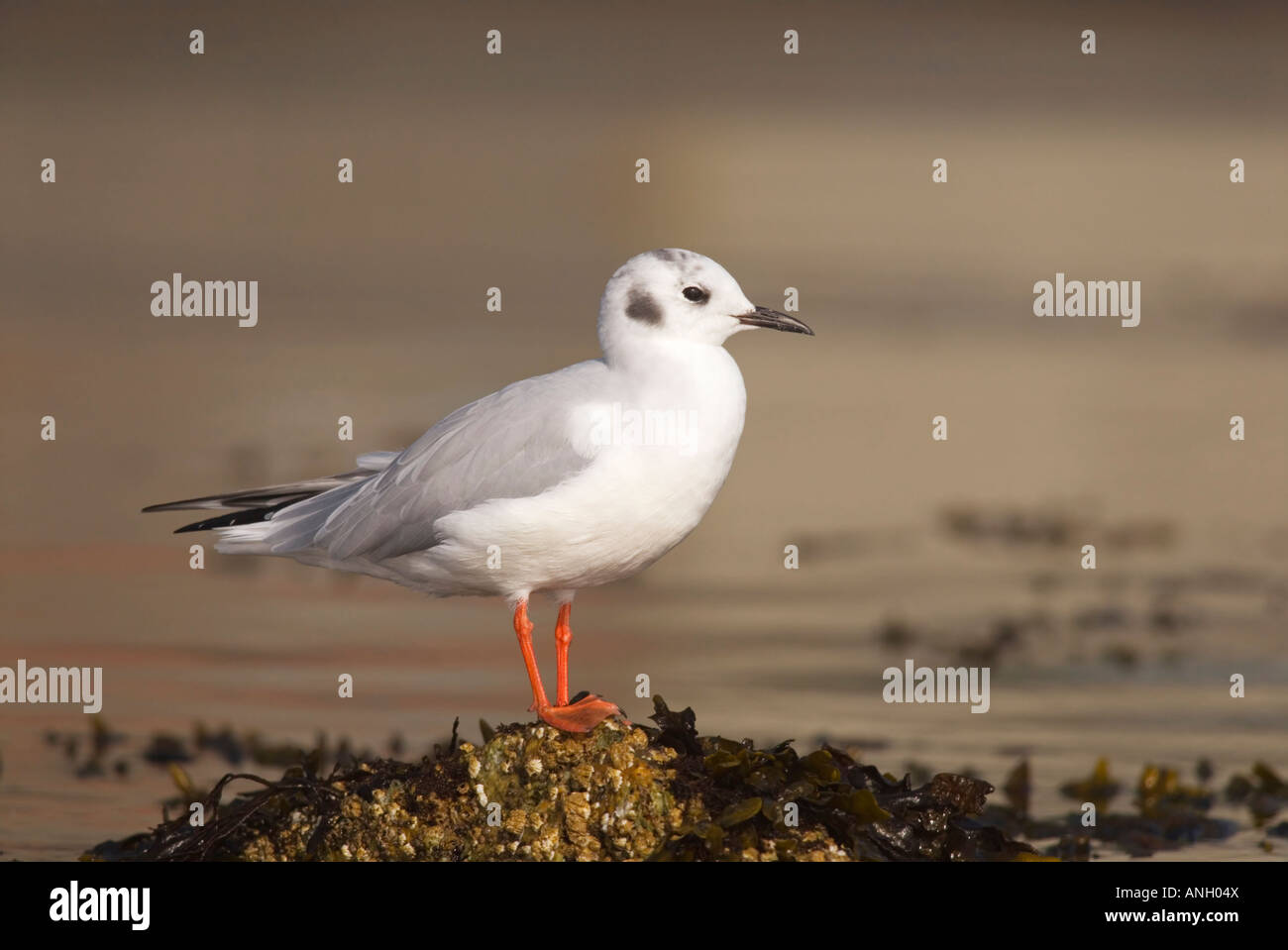 Canada vancouver seagulls pacific hi-res stock photography and images ...