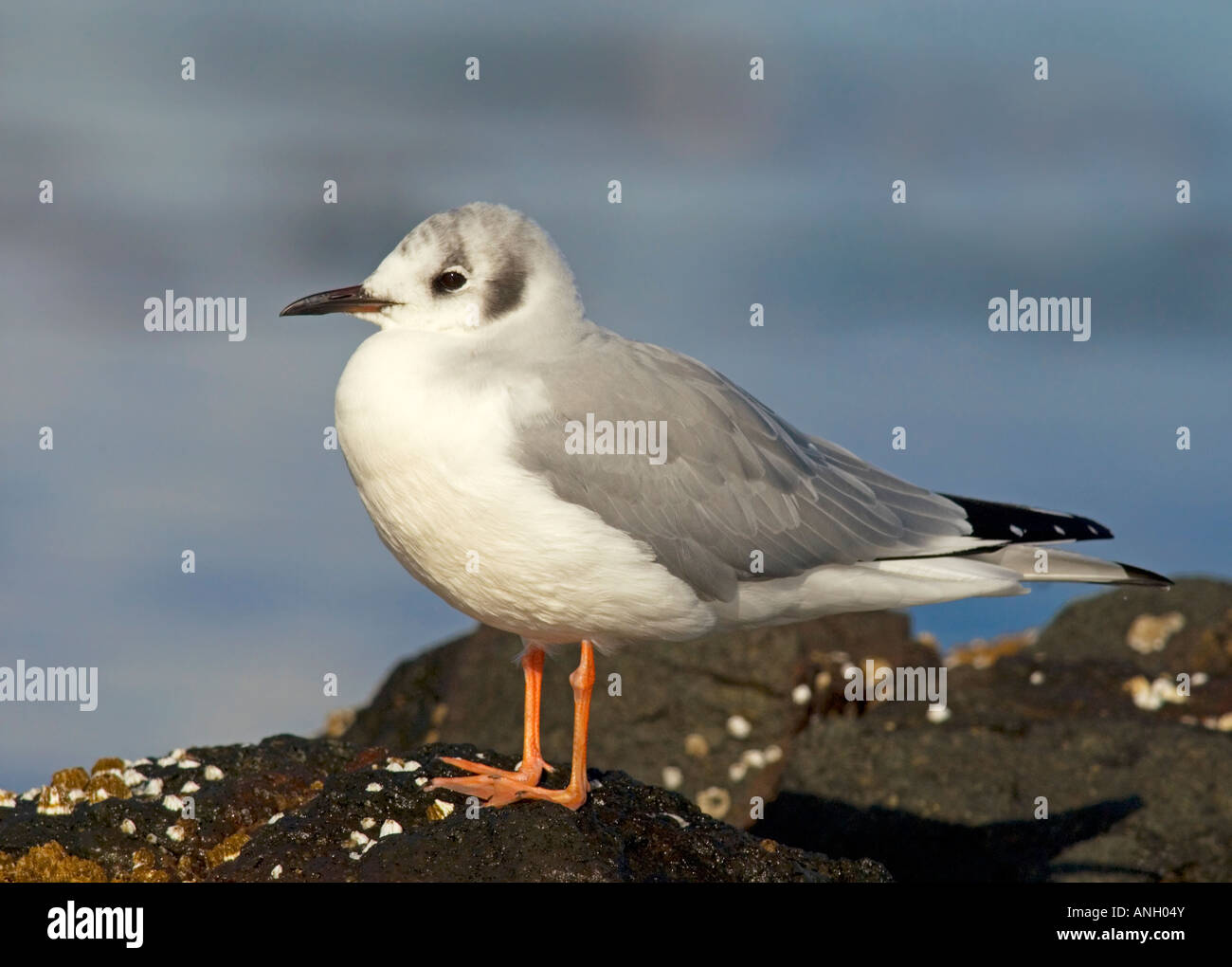 Canada vancouver seagulls pacific hi-res stock photography and images ...