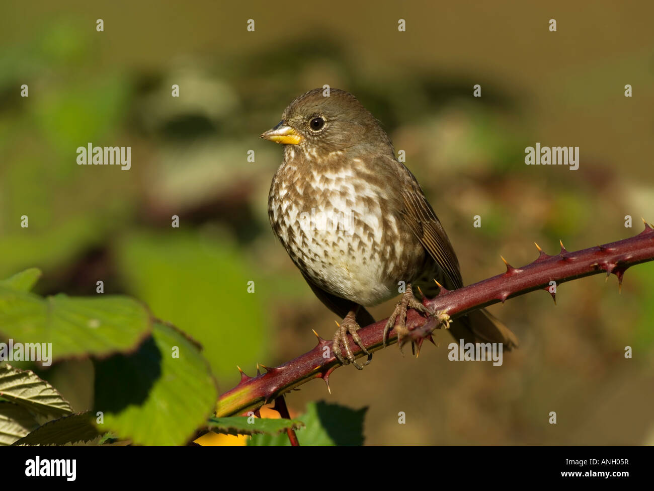 British sparrow hi-res stock photography and images - Alamy
