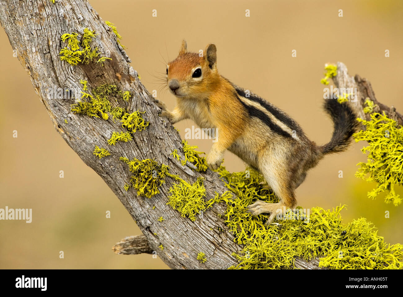 Golden mantled Ground Squirrel, Vancouver Island, British Columbia ...
