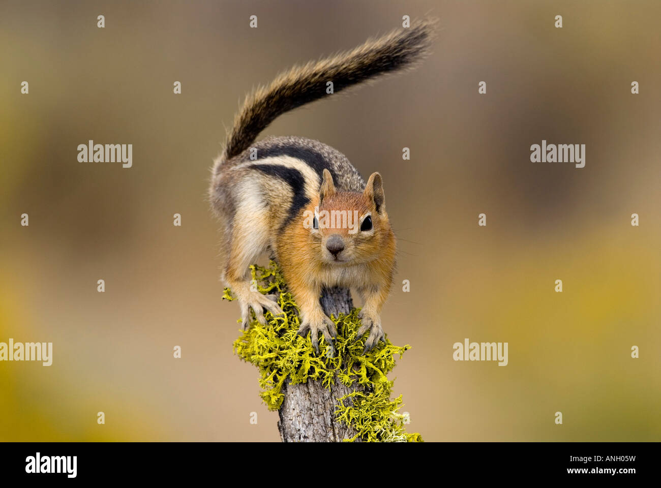 Golden mantled Ground Squirrel, Vancouver Island, British Columbia ...