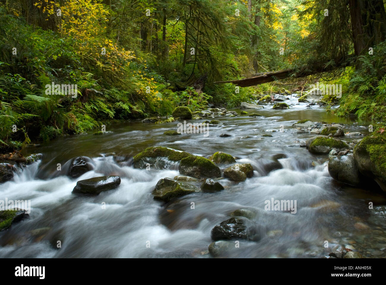 Goldstream Park, Vancouver Island, British Columbia, Canada Stock Photo ...