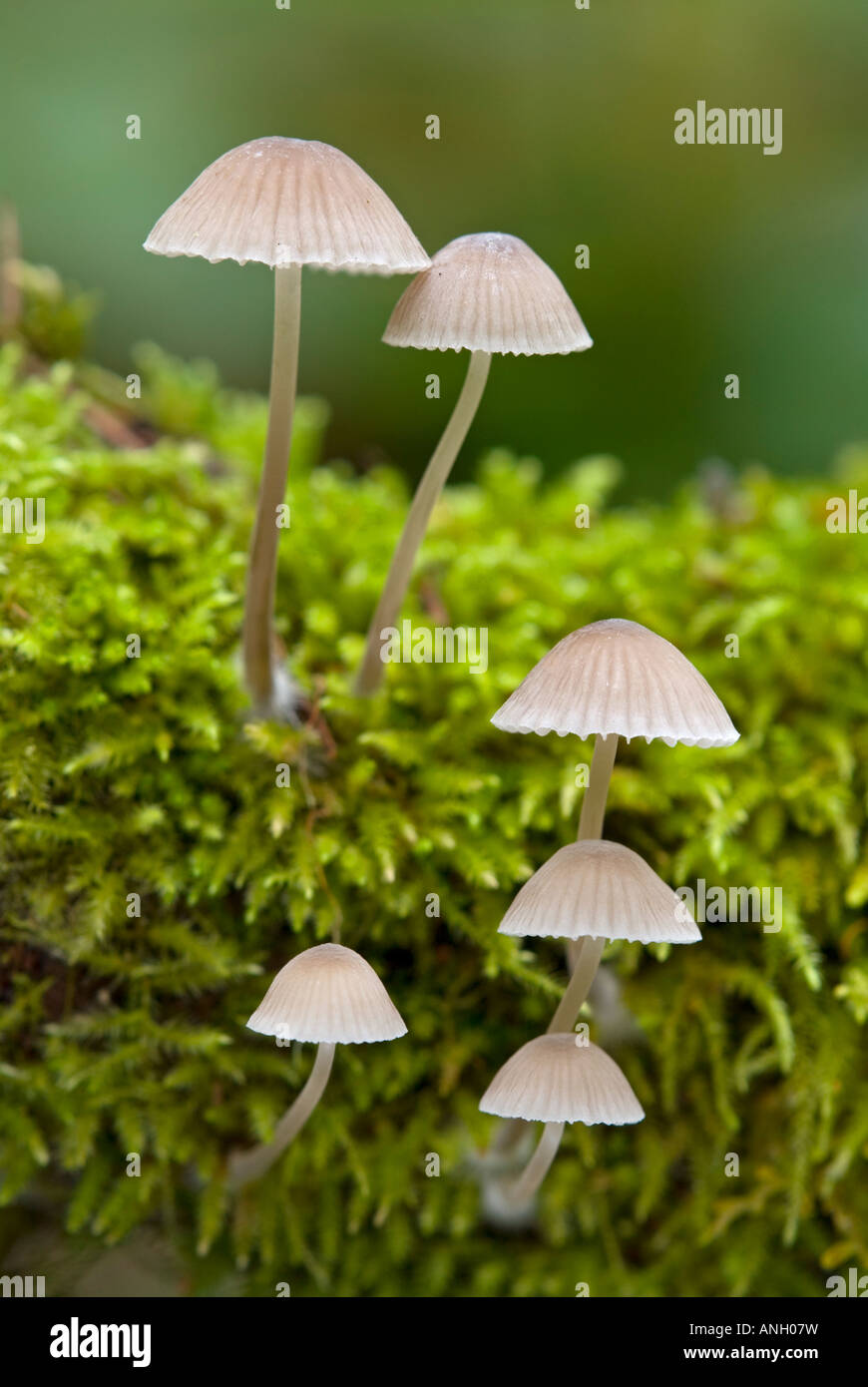 Mycena-species, Vancouver Island, British Columbia, Canada Stock Photo ...