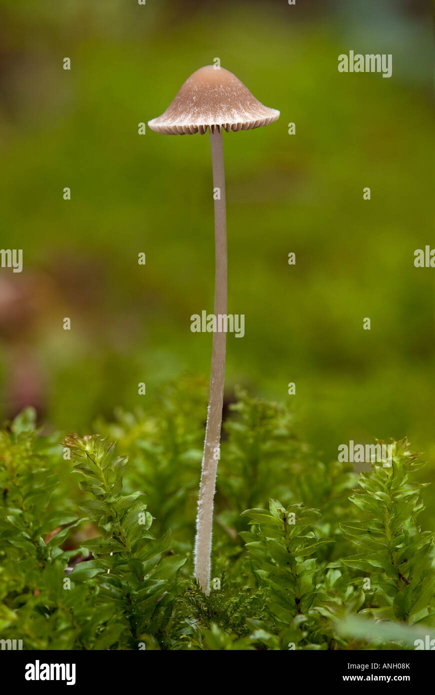 Mycena species hi-res stock photography and images - Alamy