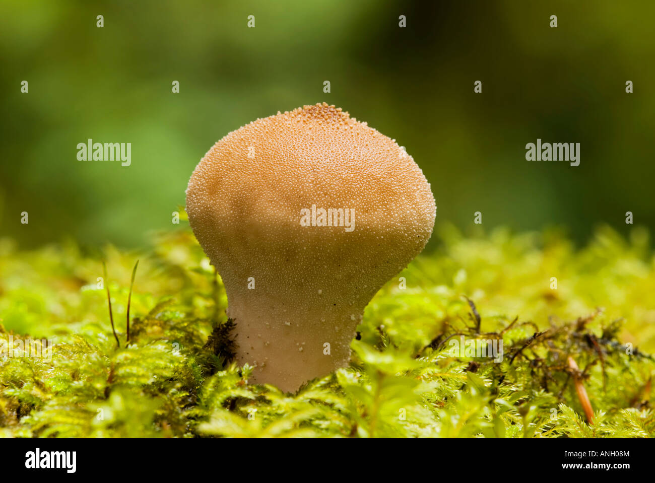 Puffball, Vancouver Island, British Columbia, Canada Stock Photo - Alamy
