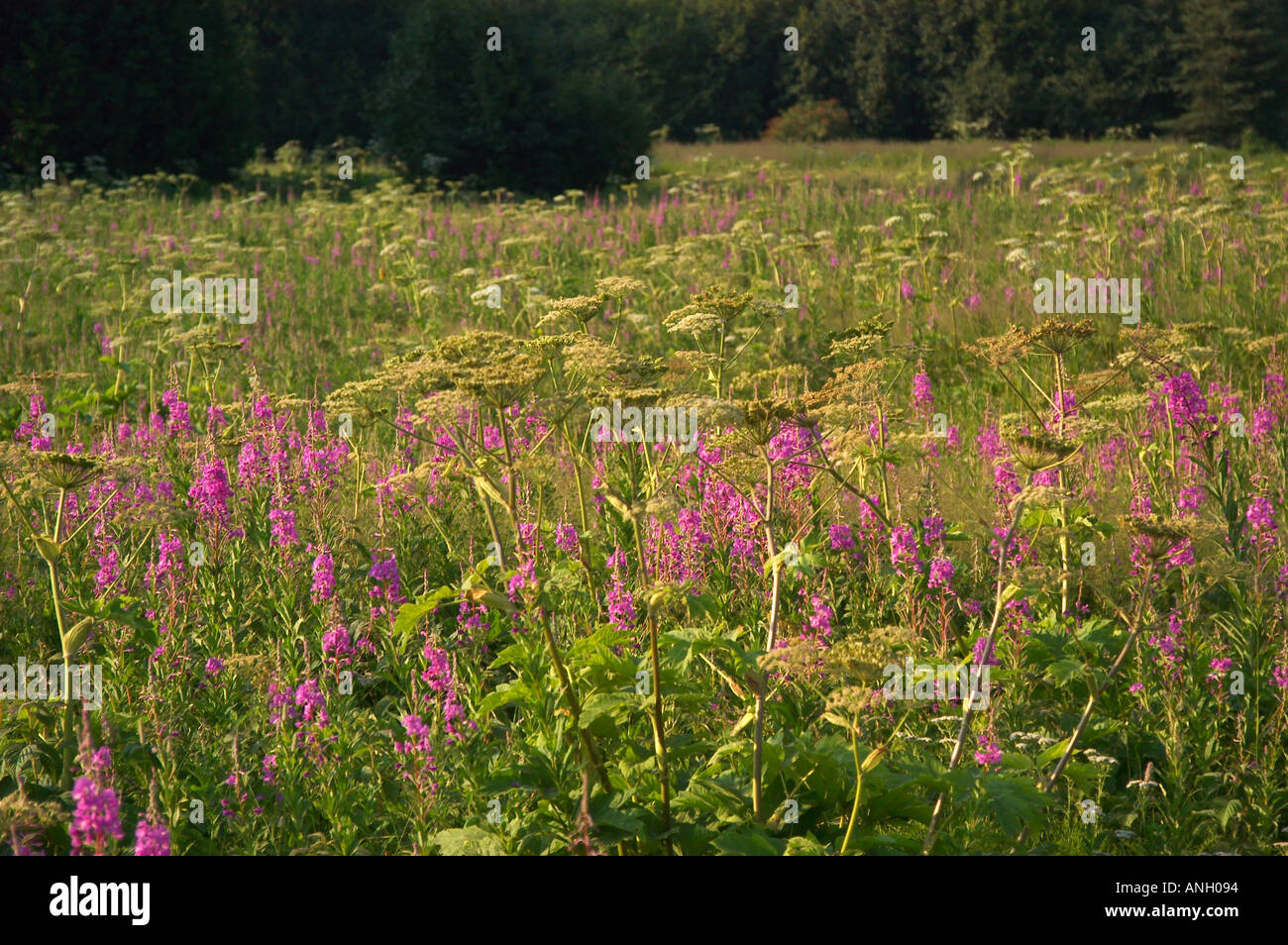 Alaska flower fields hi-res stock photography and images - Alamy