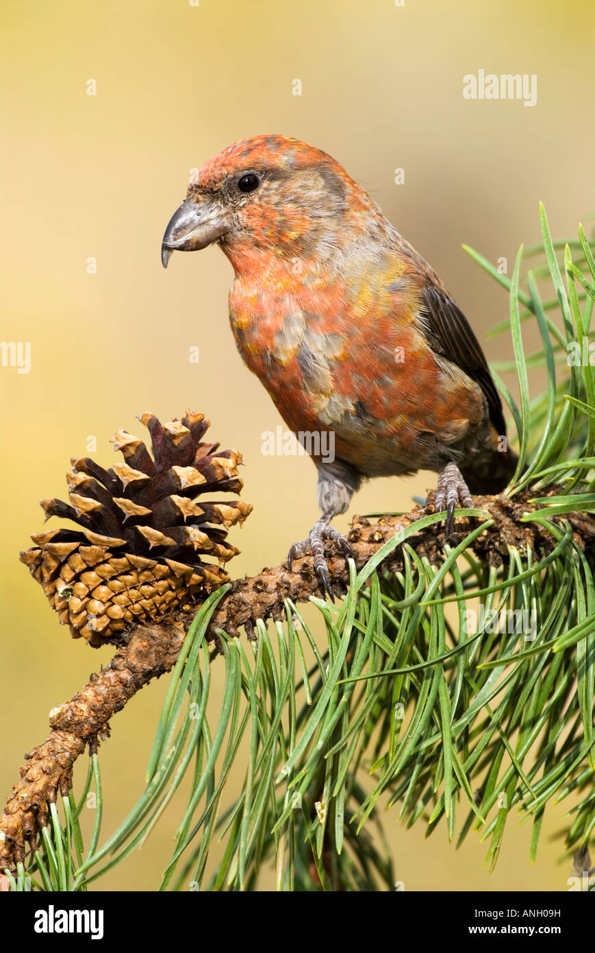 British finches hi-res stock photography and images - Alamy