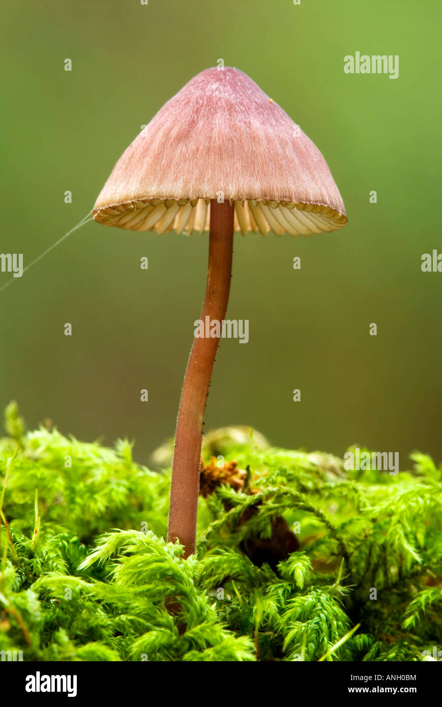 Bleeding Heart (Mycena haematopus) mushroom, Vancouver Island, British ...