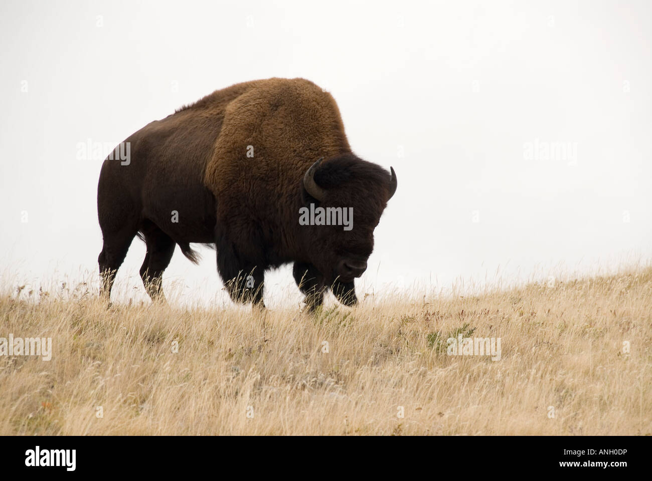 Bison grazing in Waterton Lakes National Park, British Columbia, Canada ...