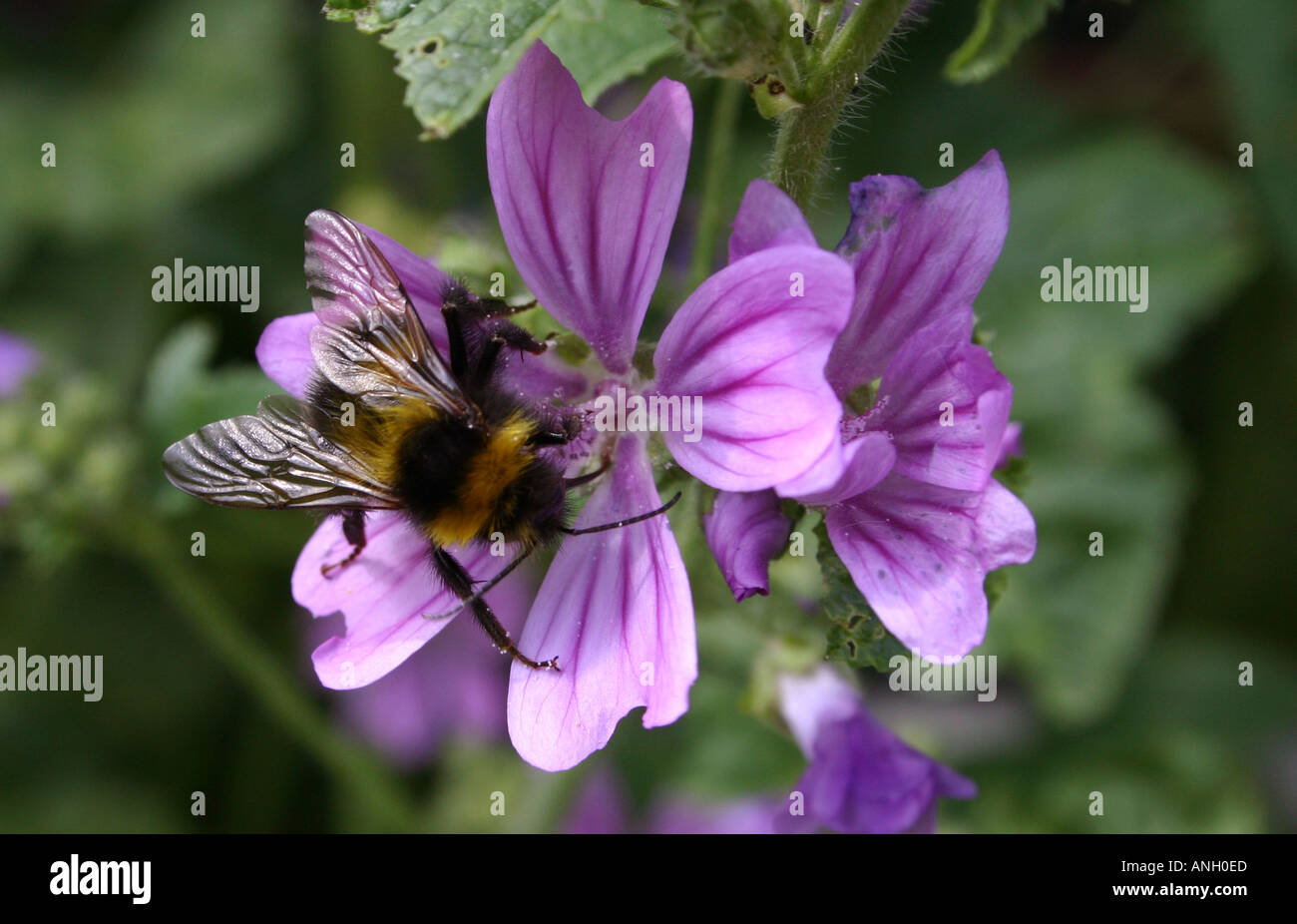 Bumble bee and flower hi-res stock photography and images - Alamy