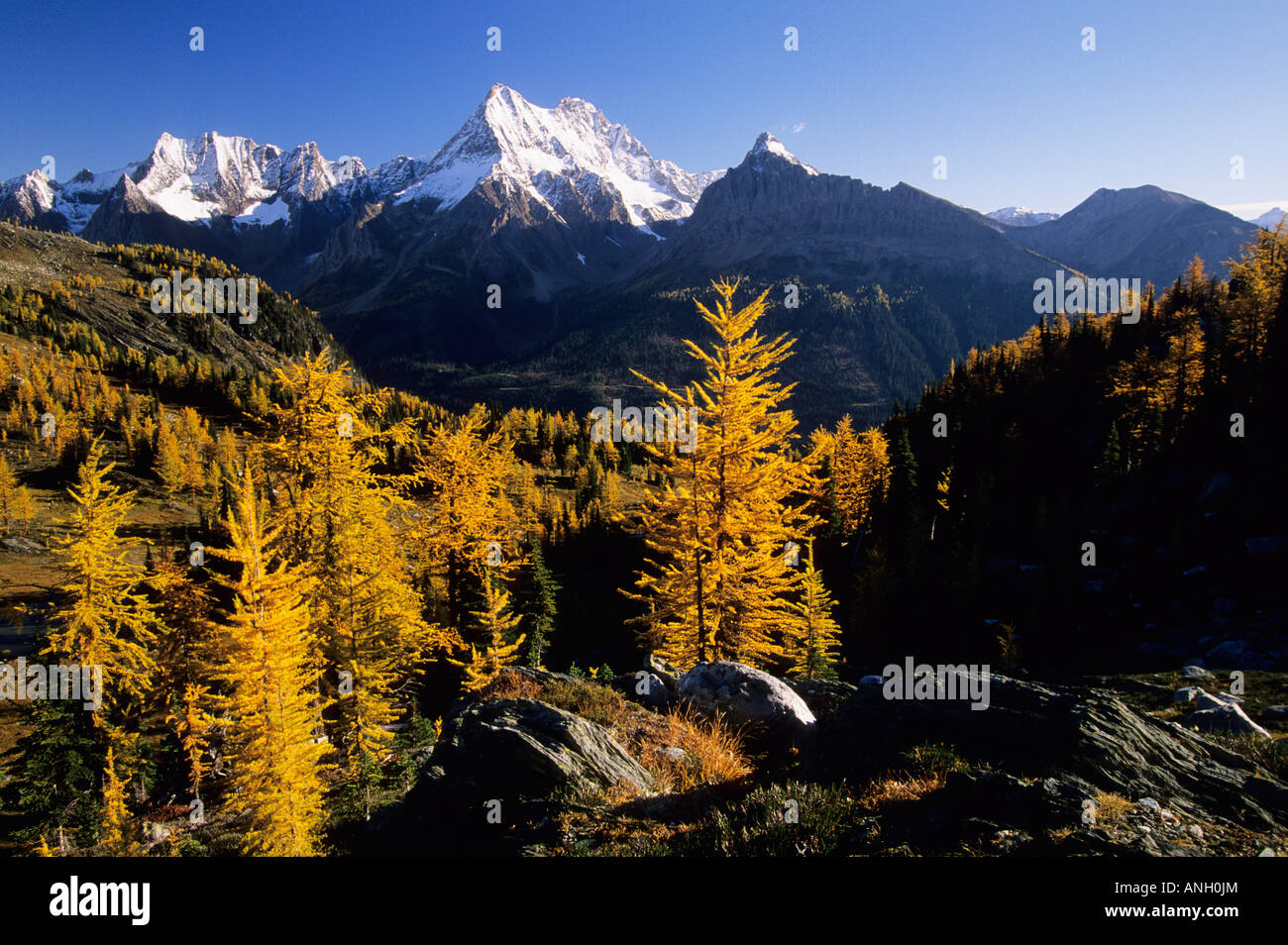 Larch in fall colours at Sunrise, Columbia Mountains. Jumbo Pass, Jumbo ...
