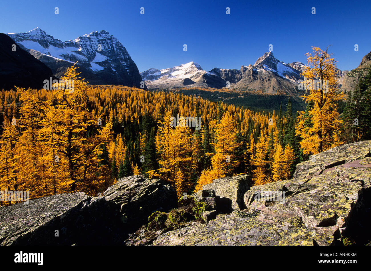 Larch in fall colours, Yoho National Park, Lake O'Hara, Opabin Prospect ...