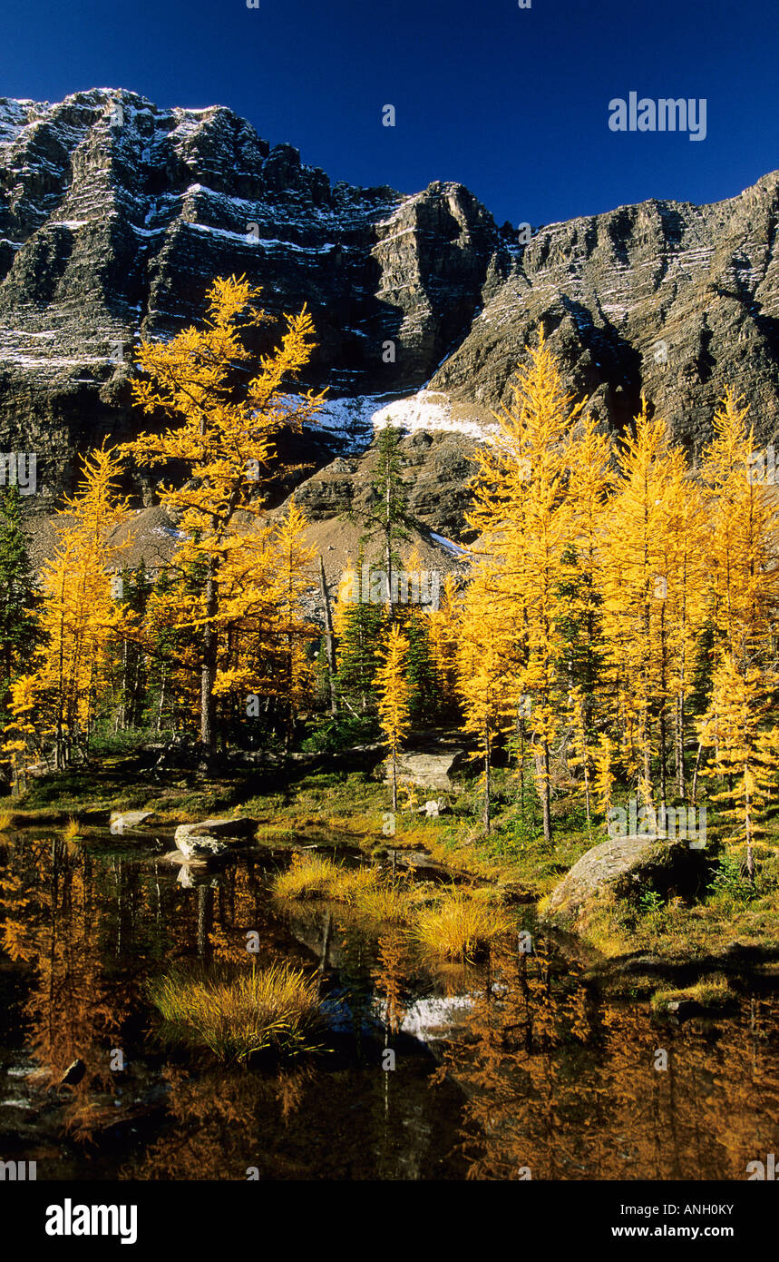 Larch in fall colours, Lake O'Hara, Opabin Plateau, Terrace Pools, Yoho ...