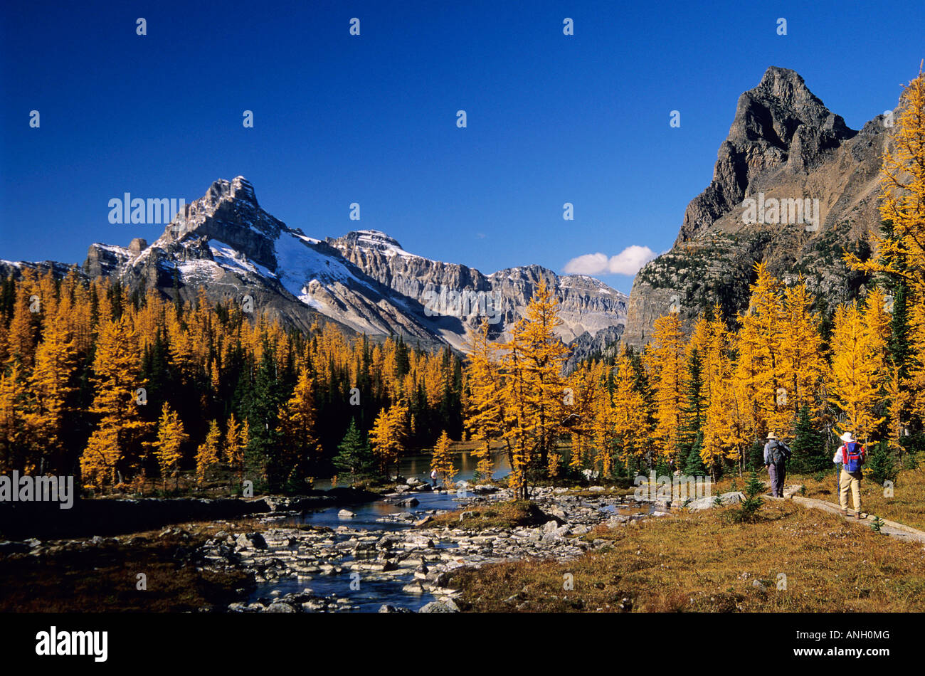 Opabin lakes hi-res stock photography and images - Alamy