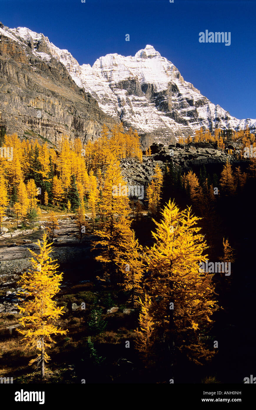 Larch in fall colours, Lake O'Hara, Opabin Plateau amd Mount Ringrose ...