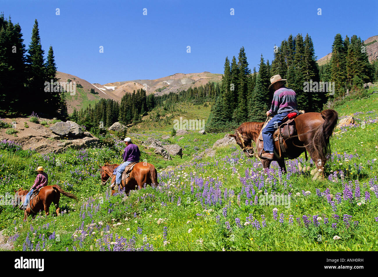Outfitter leading trail ride, South Chilcotin Range, Cinnabar Basin ...