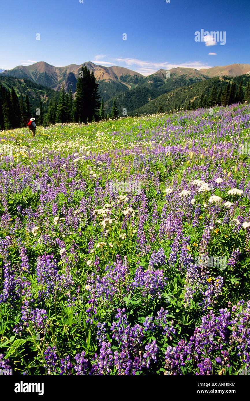 South chilcotin ran hi-res stock photography and images - Alamy