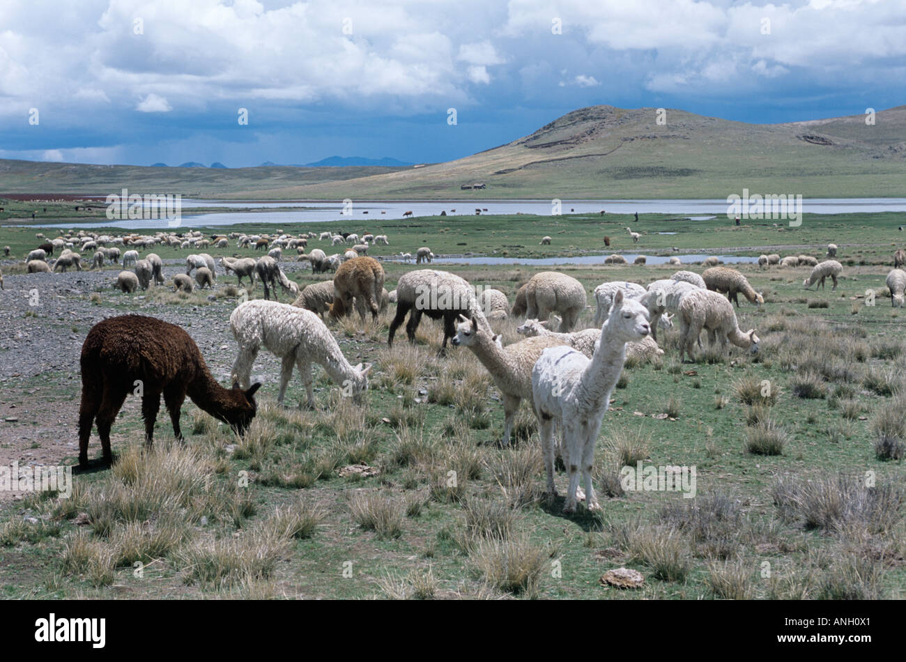 Alpacas and sheep hi-res stock photography and images - Alamy