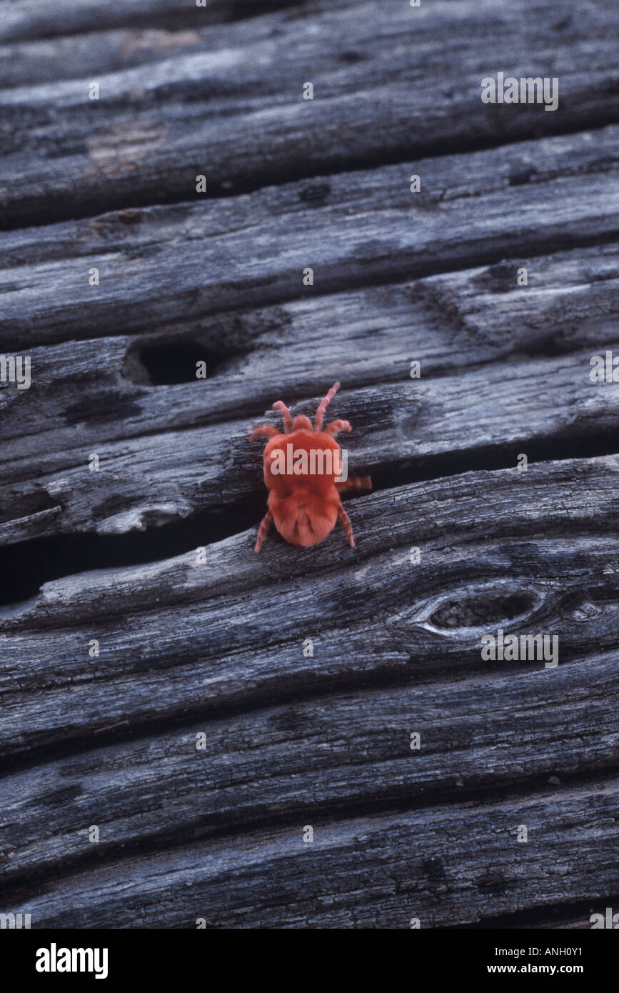 The appropriately named red velvet mite on tree bark in vast Tanzania's ...