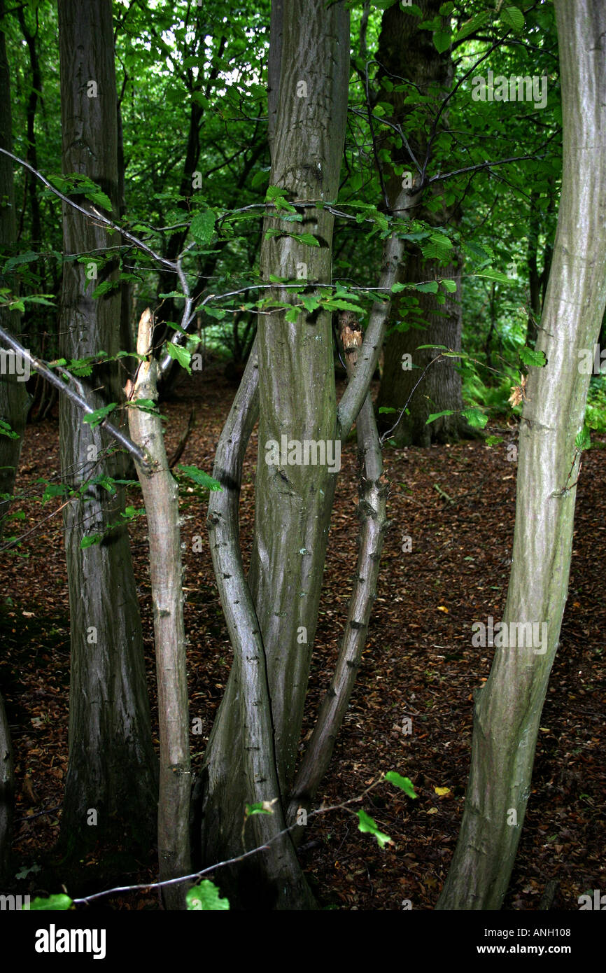 Entwined trees hi-res stock photography and images - Alamy