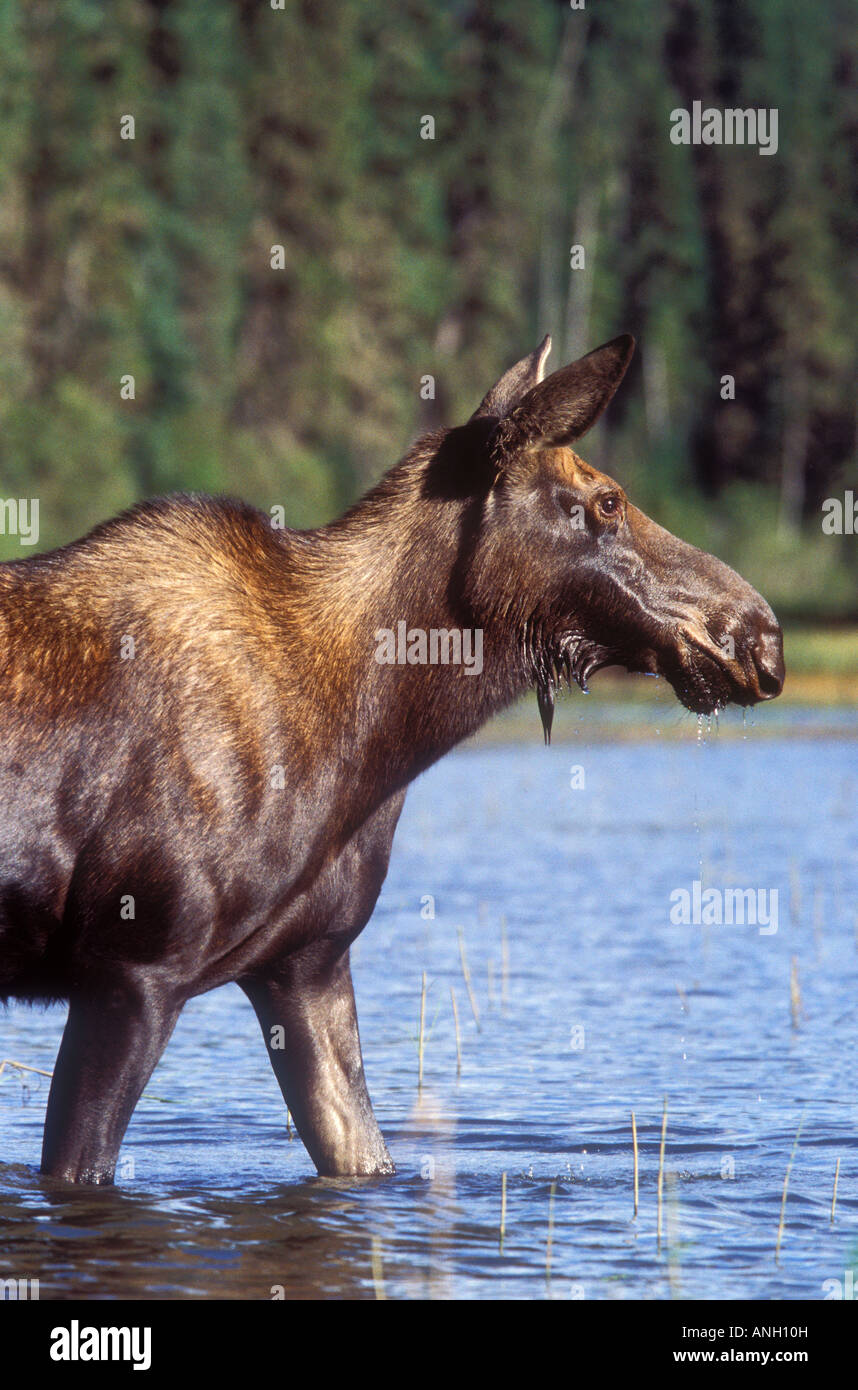 Moose in lake , Central British Columbia, Canada Stock Photo - Alamy