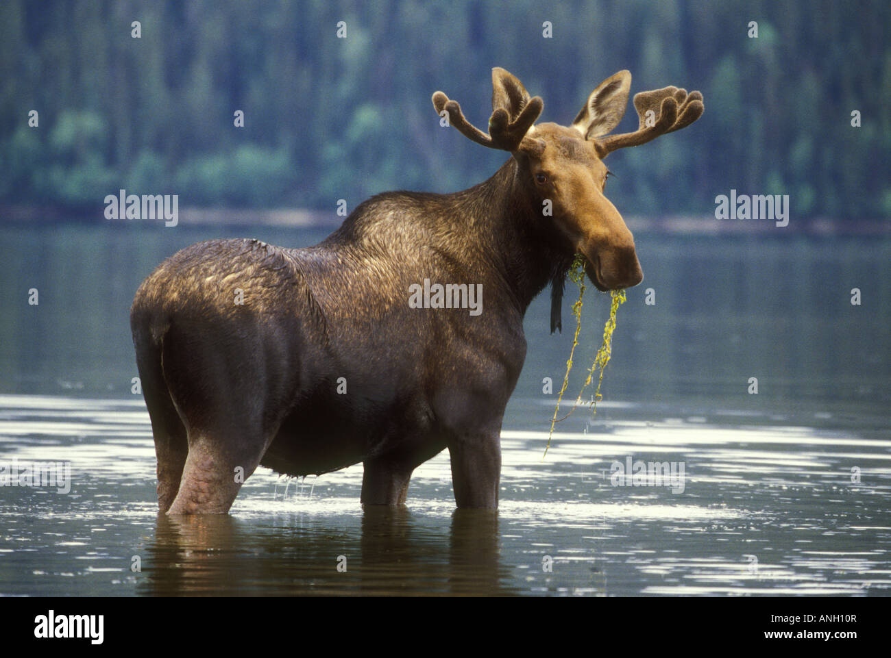 Moose in swamp hi-res stock photography and images - Alamy
