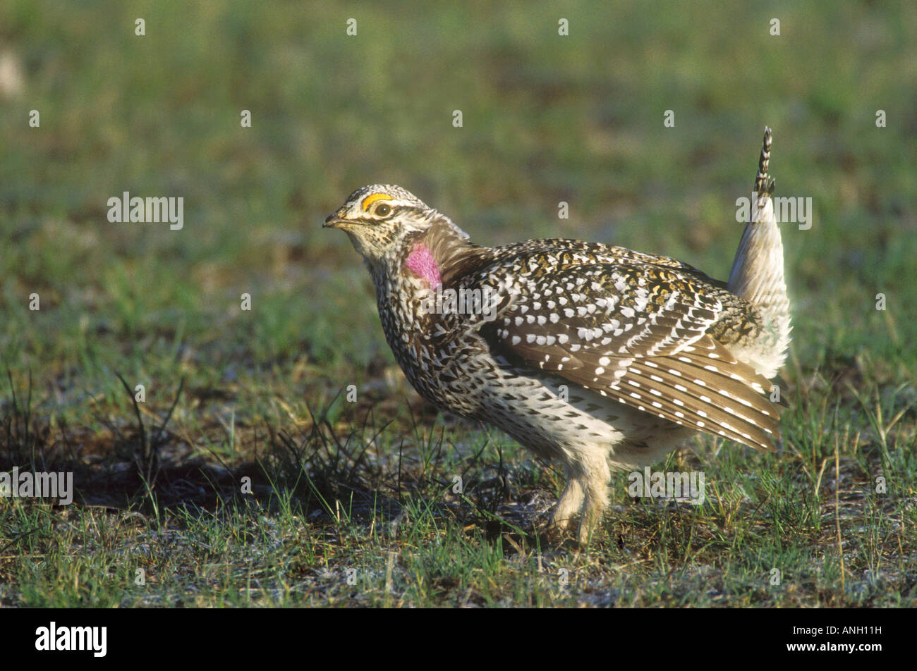 Sharp-tailed Grouse, British Columbia, Canada Stock Photo - Alamy