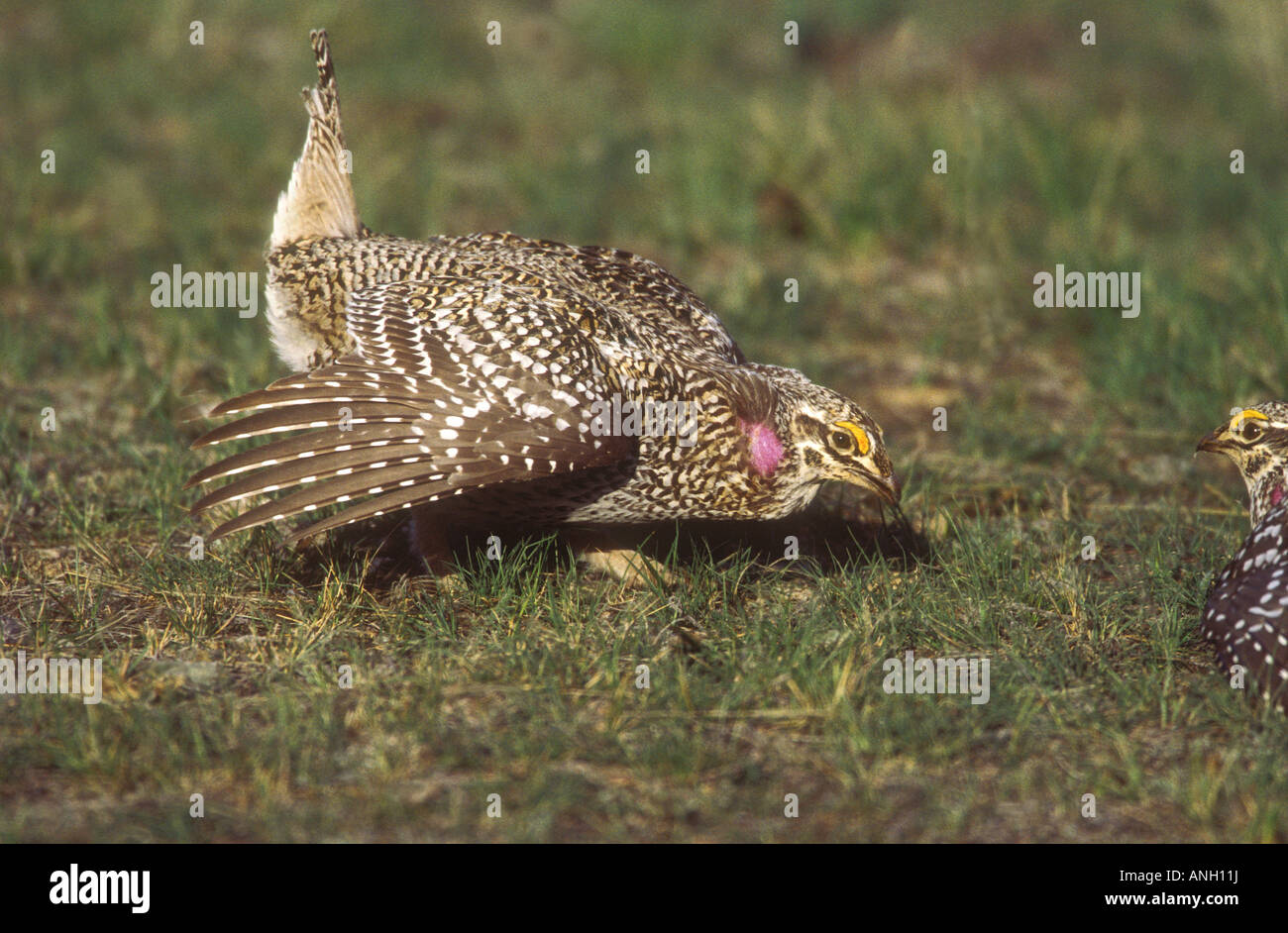 Sharp-tailed grouse, British Columbia, Canada Stock Photo - Alamy