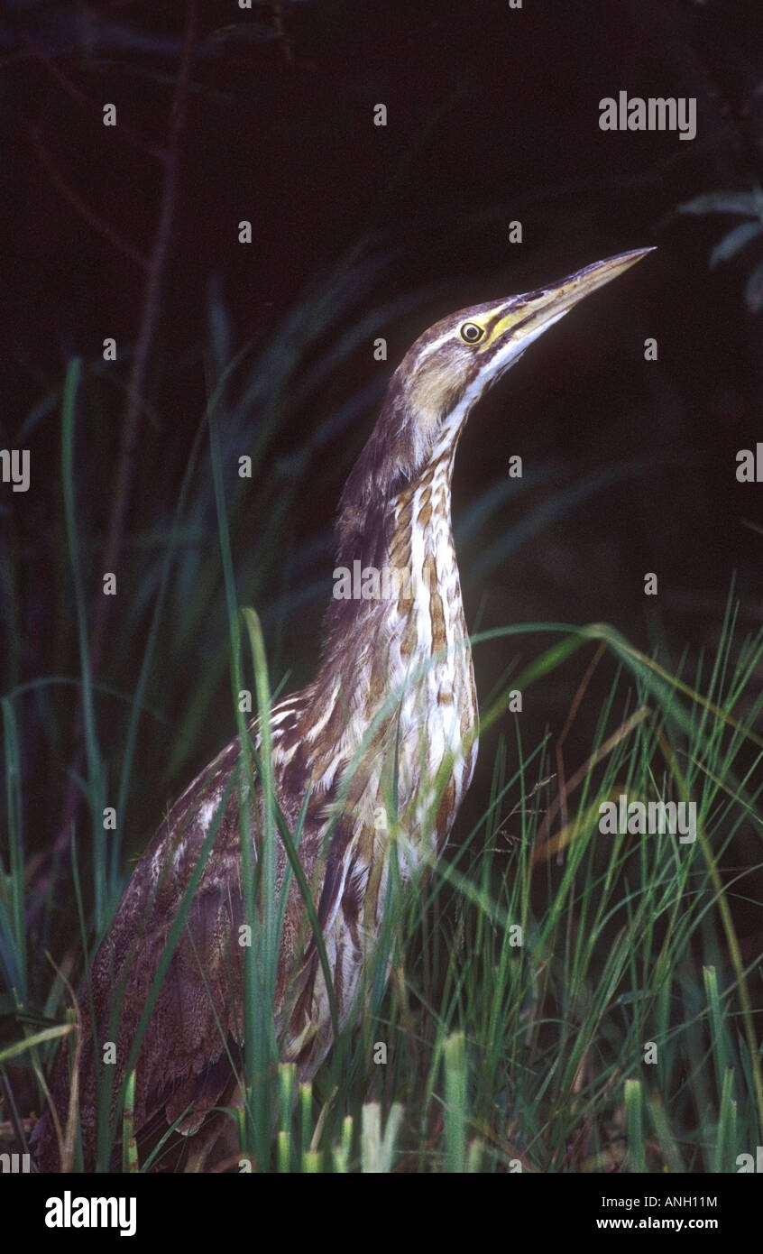 American bittern image hi-res stock photography and images - Alamy