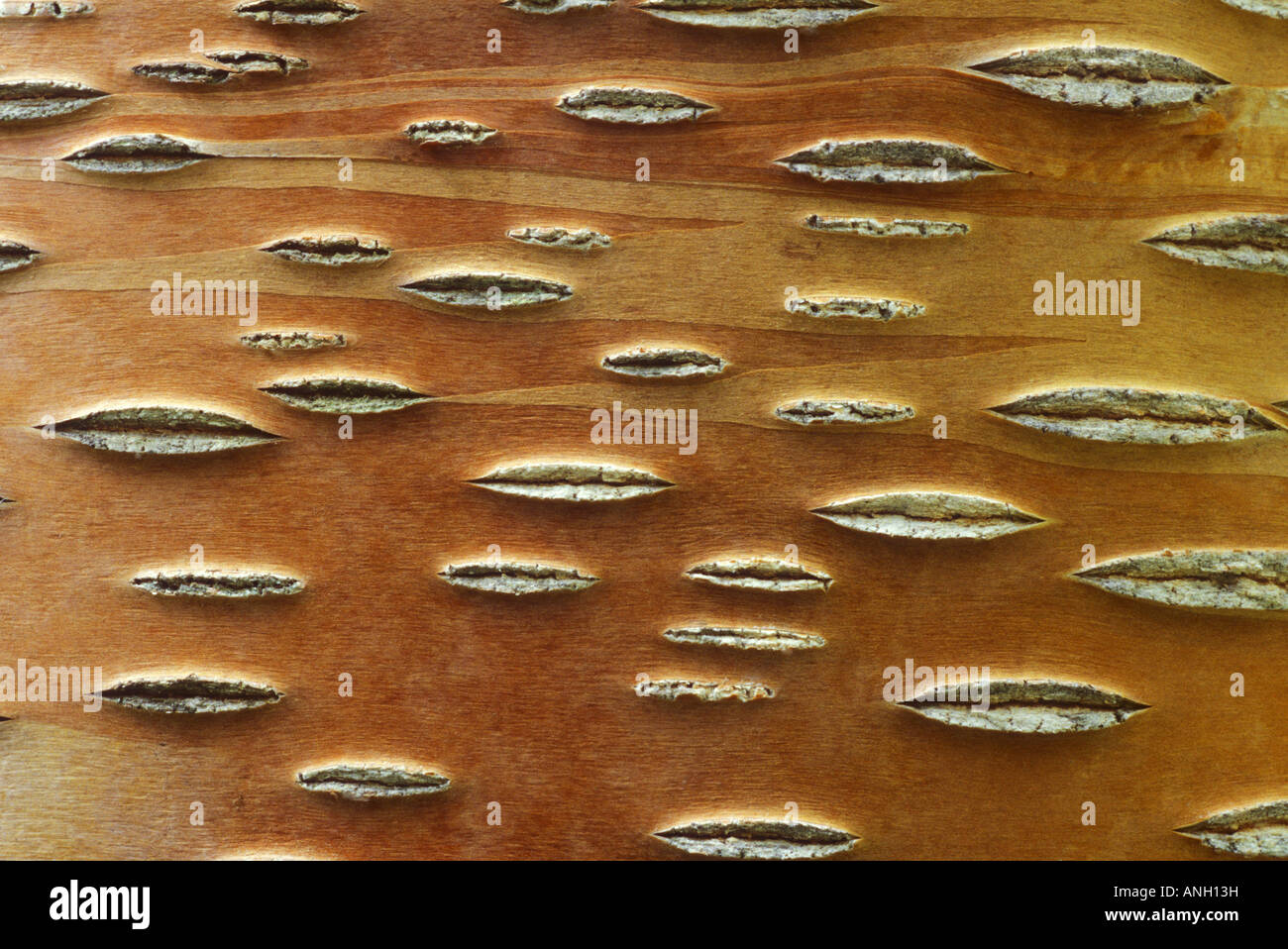 Birch bark detail, British Columbia, Canada Stock Photo - Alamy