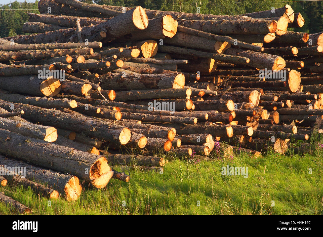 cut lumber trees Stock Photo - Alamy