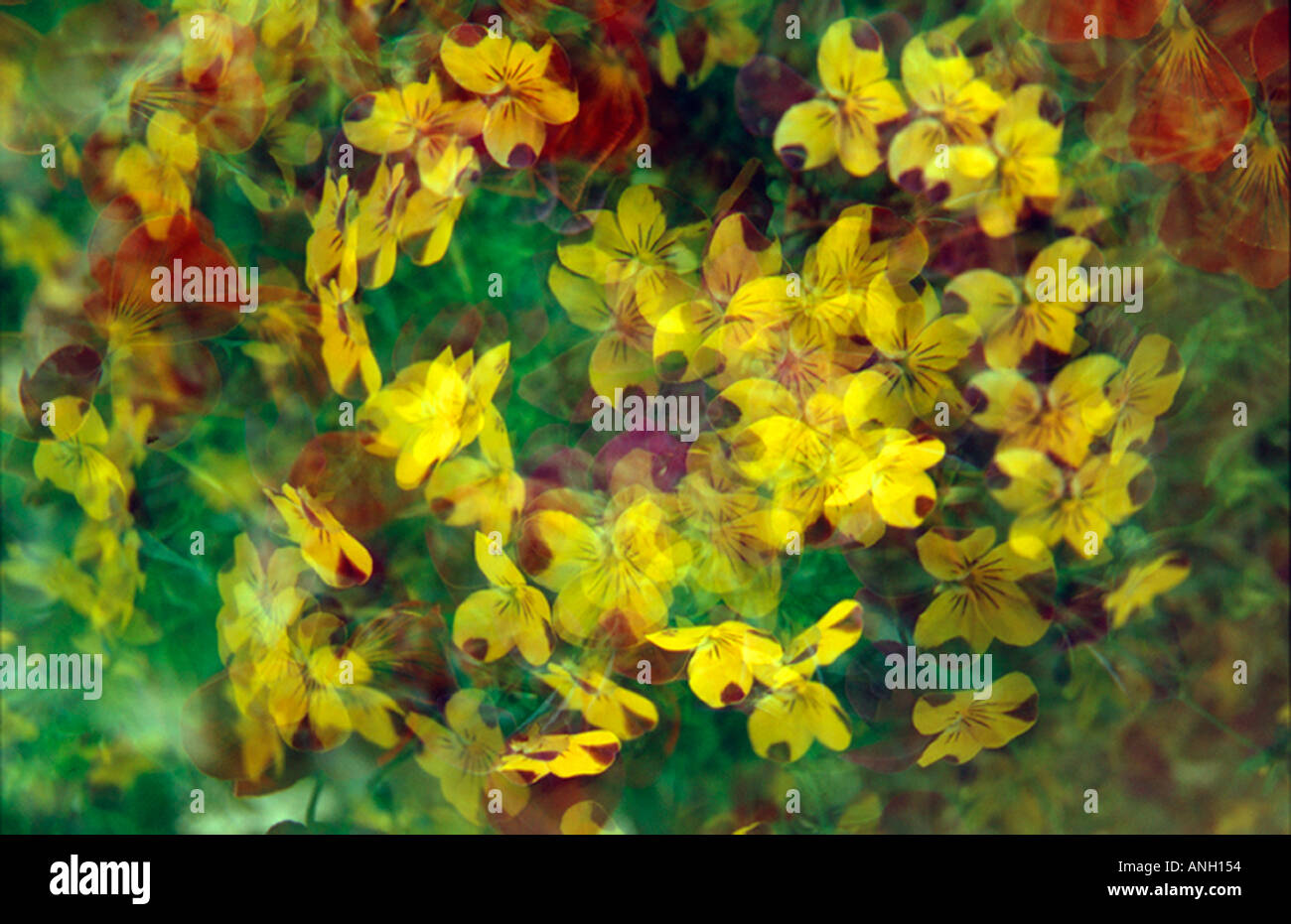 Swirl of many yellow and reddish maroon pansies Stock Photo - Alamy