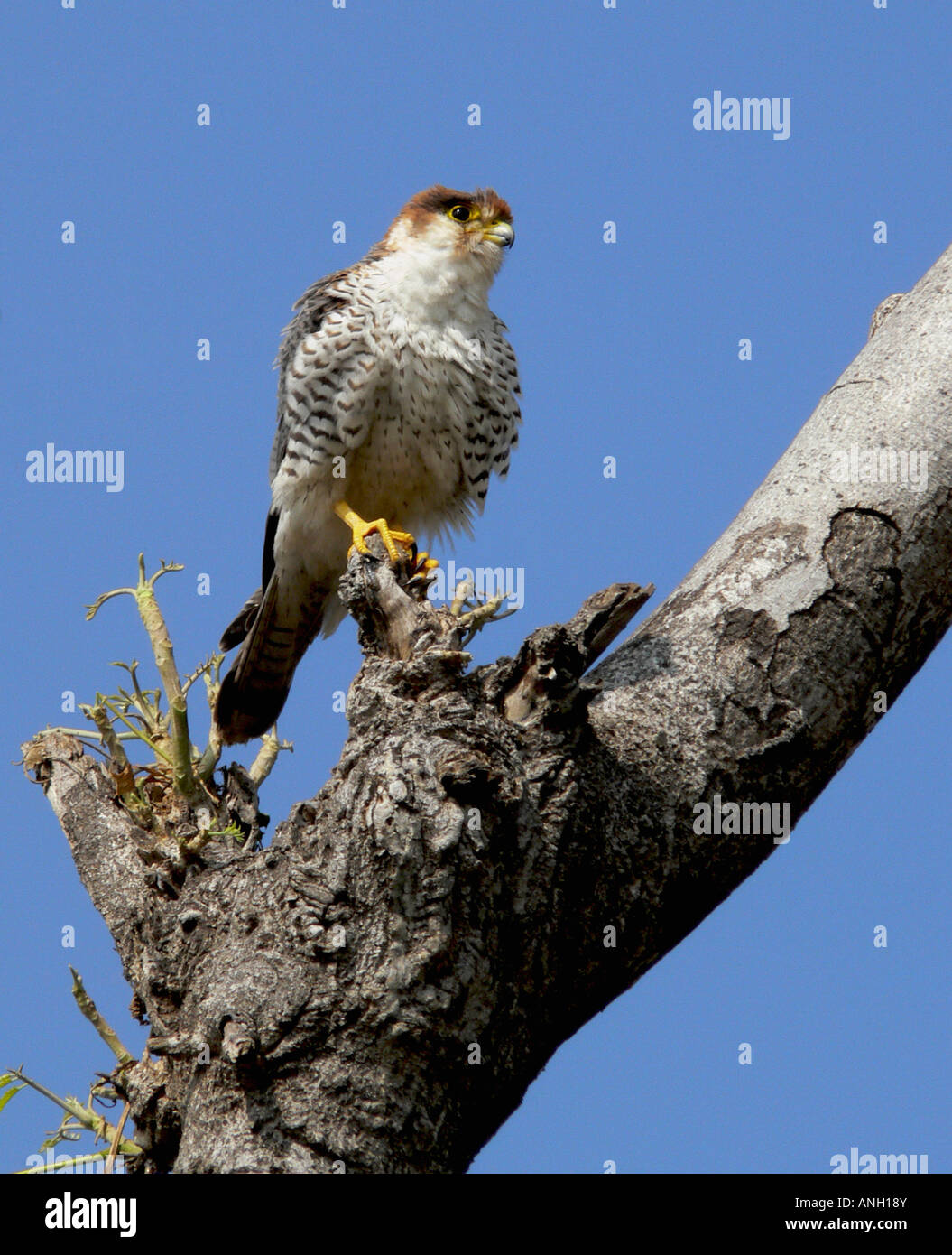 Red-tailed Hawk, Buteo jamaicensis at Corbett National Park, located in ...