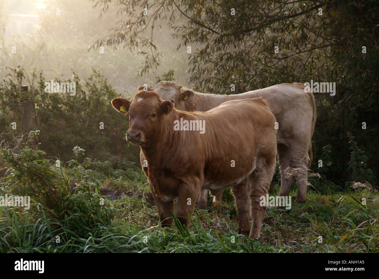 Two bullocks hi-res stock photography and images - Alamy