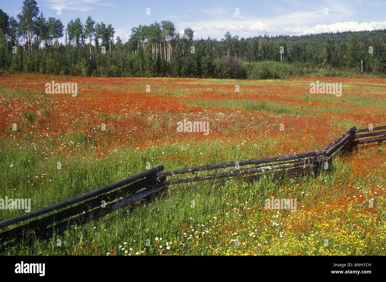 Cariboo landscape, hawk weed field, British Columbia, Canada Stock ...
