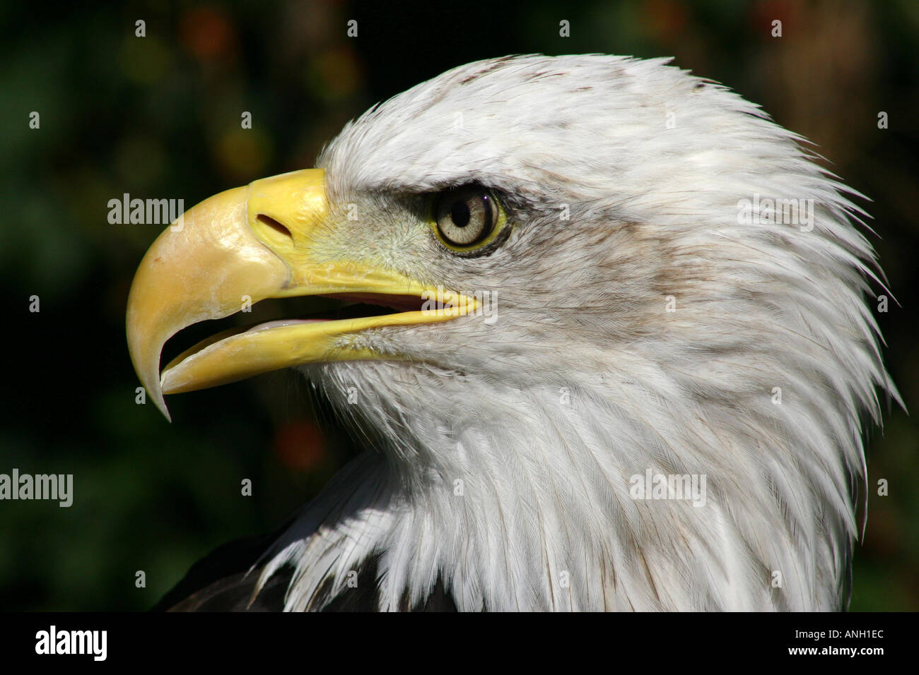 Bald Eagle side view Stock Photo - Alamy