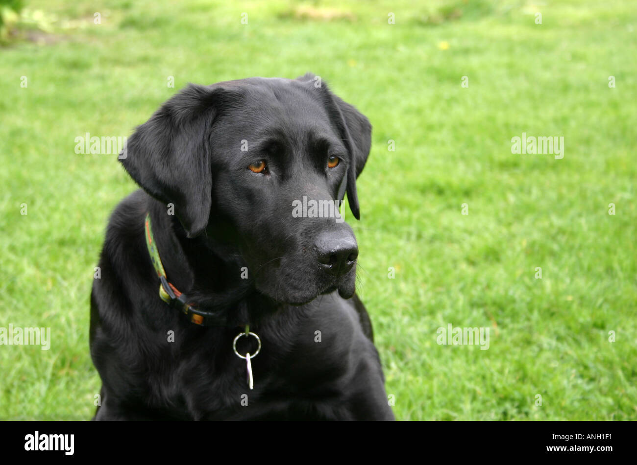 Labrador gundog puppy black hi-res stock photography and images - Alamy