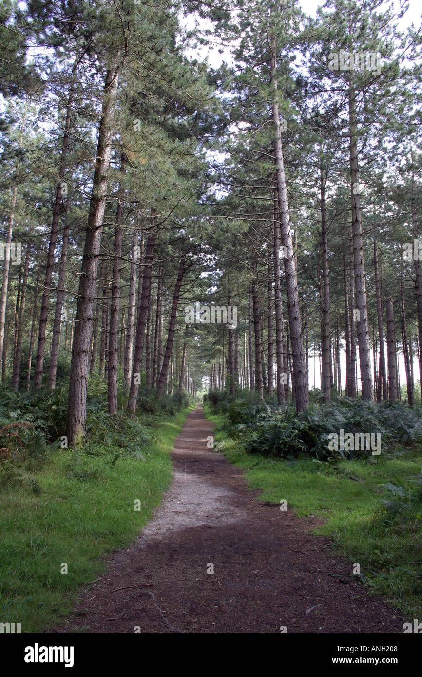 Forest Path at Dunwich UK Stock Photo - Alamy