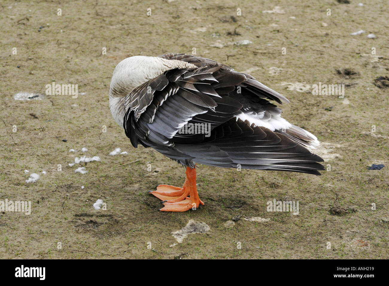 Sleeping goose hi-res stock photography and images - Alamy