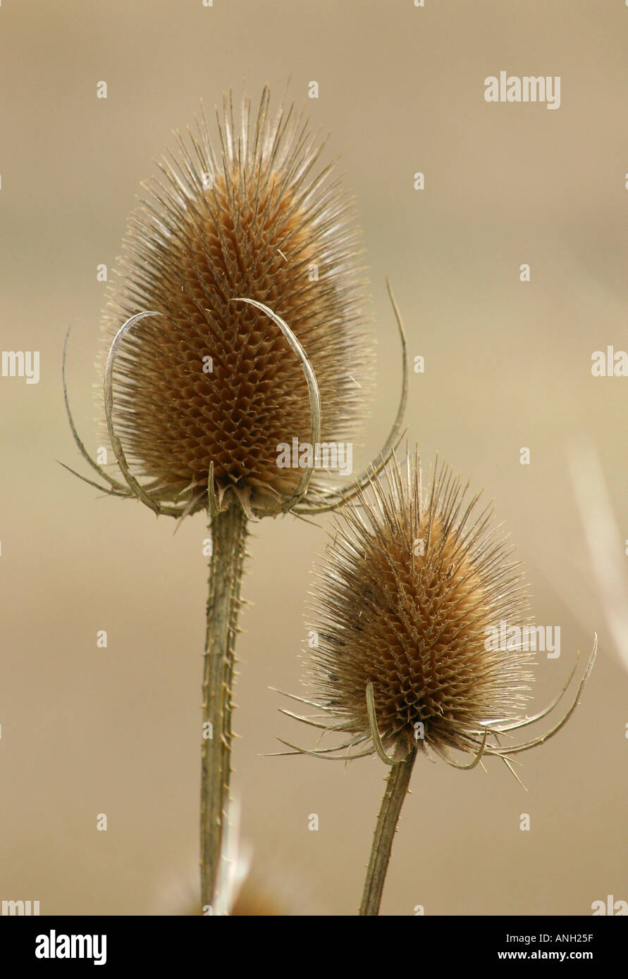 Wool teasel hi-res stock photography and images - Alamy