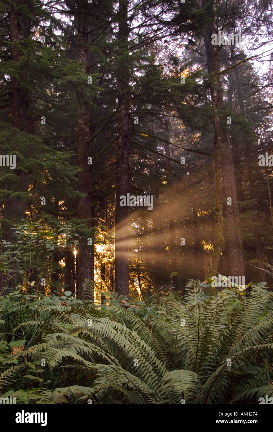 Light rays through smoke in the forest Stock Photo - Alamy