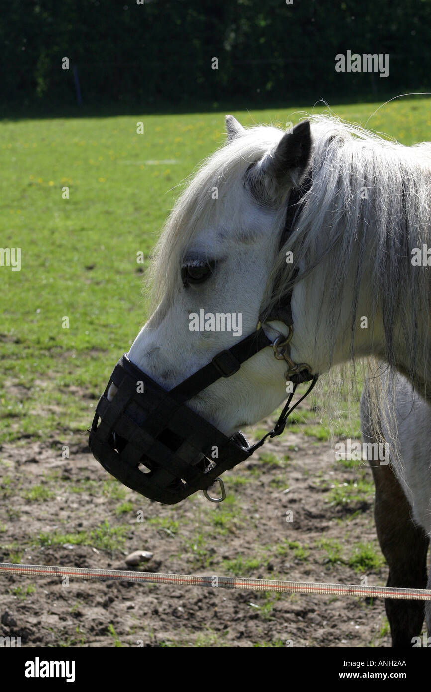 Pony in Muzzle Stock Photo - Alamy