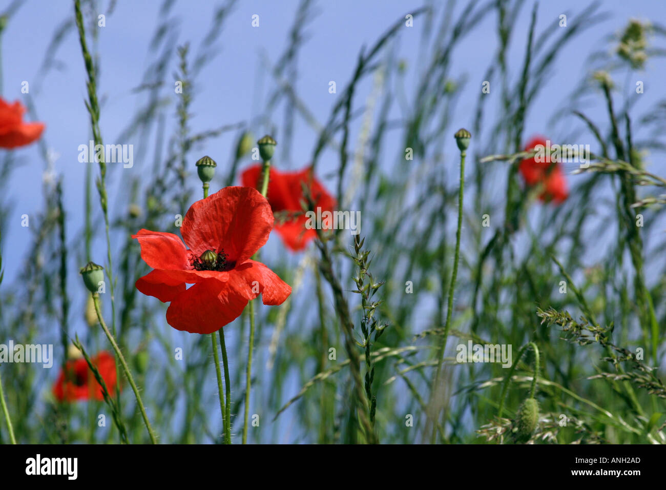 Poppies poppy flower fields hi-res stock photography and images - Alamy