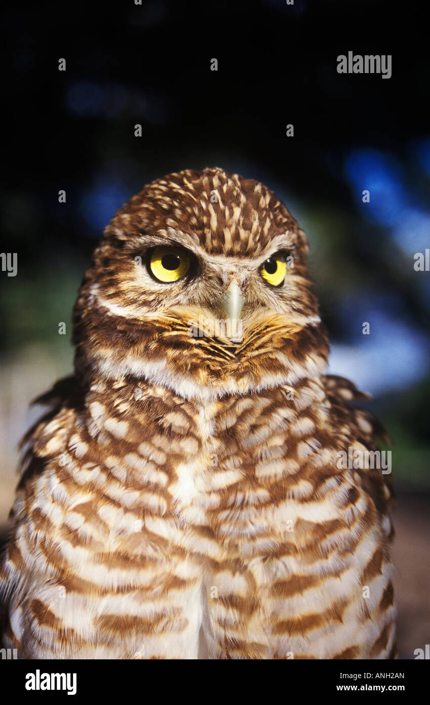 Burrowing owl, Endangered Species, Nicola Valley, British Columbia ...